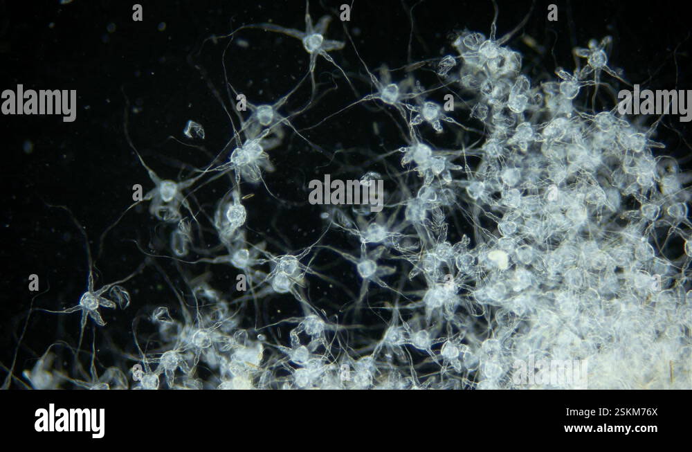 Larvae of sea spider Phoxichilidium femoratum under microscope, order ...