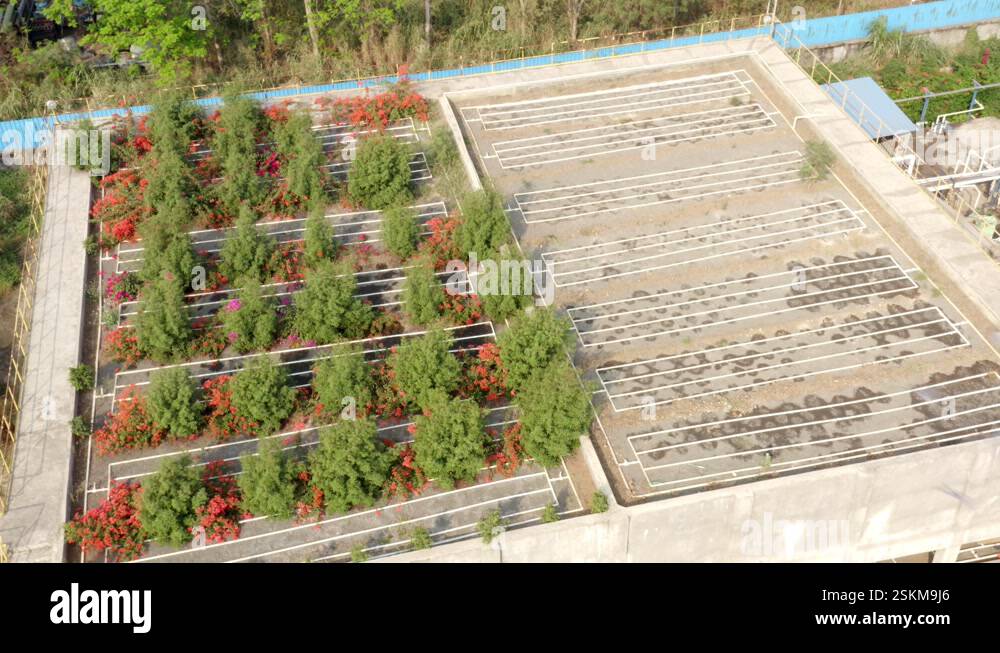 Rubber Plants Growing On Rooftop Garden In India. Rubber Production ...