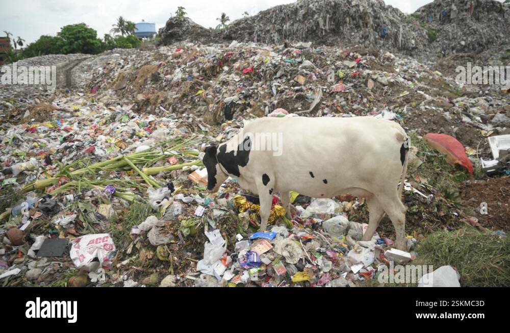 Cow eating rubbish garbage Stock Videos & Footage - HD and 4K Video ...