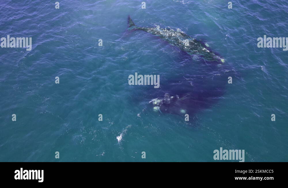 Polyandrous Stock Videos & Footage - HD and 4K Video Clips - Alamy