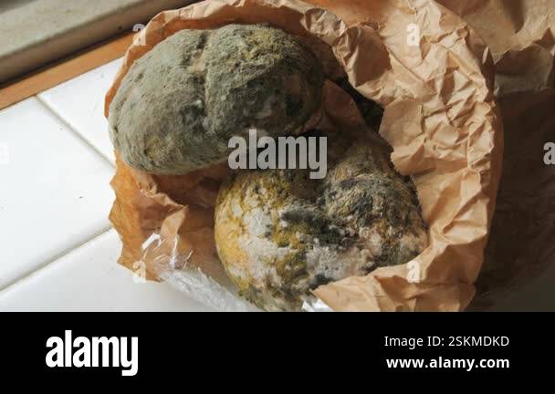 Close up of moldy bread covered in green white and yellow mold sitting ...