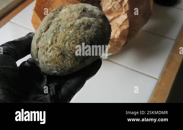 A close up of a person wearing black gloves holding a heavily moldy ...