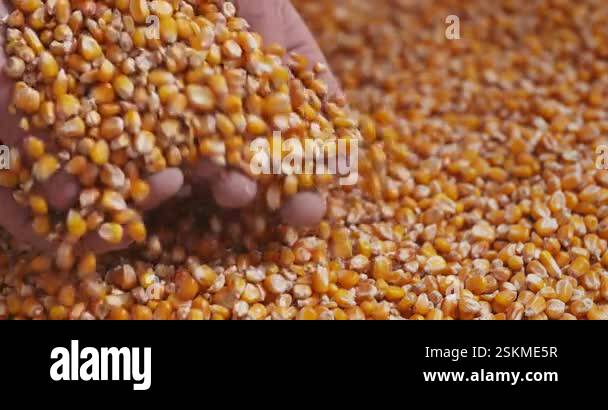 Breeding methods Stock Videos & Footage - HD and 4K Video Clips - Alamy