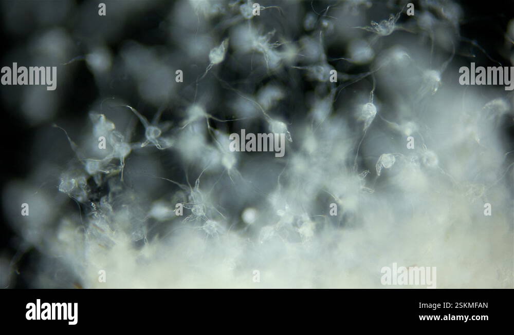 Larvae of sea spider Phoxichilidium femoratum under microscope, order ...