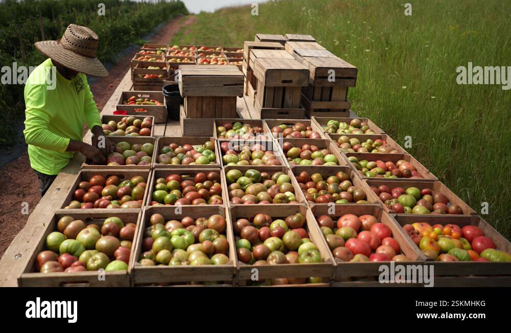 Farmer in straw hat sorting tomatoes on a flatbed trailer in a tomato ...