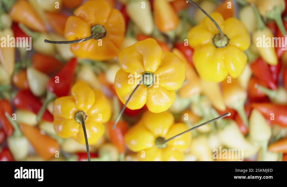 Chilli top view isolated Stock Videos & Footage - HD and 4K Video Clips ...