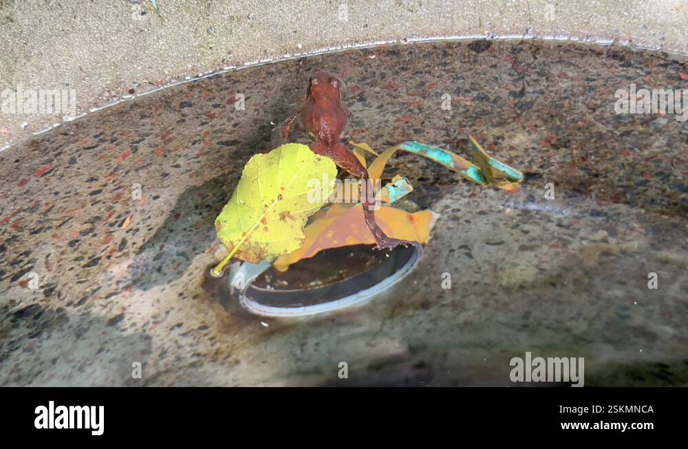 Fresh water frog Stock Videos & Footage - HD and 4K Video Clips - Alamy
