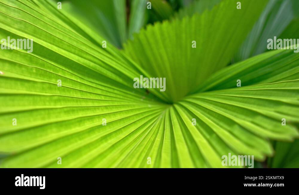 Fan leaf Stock Videos & Footage - HD and 4K Video Clips - Alamy