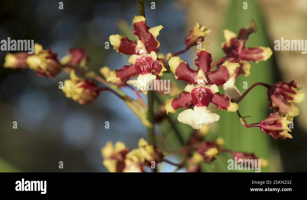 Detail of flowers of Oncidium Aka Baby 'Raspberry Chocolate' orchid ...