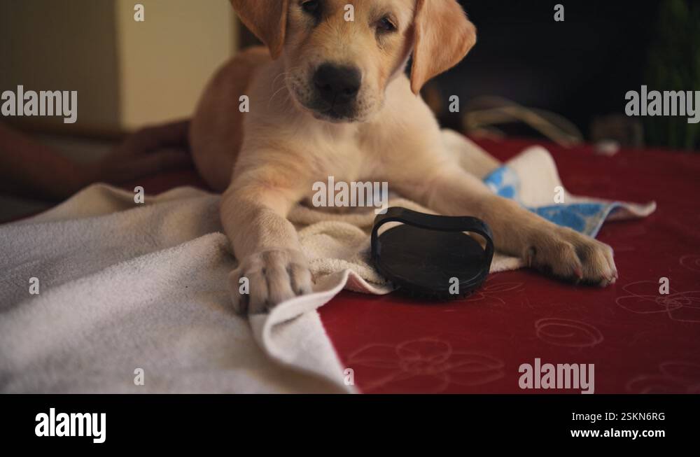 Labrador inside a house Stock Videos & Footage - HD and 4K Video Clips ...