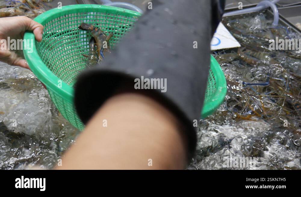 collecting live fresh raw river prawn from water bucket in thailand ...