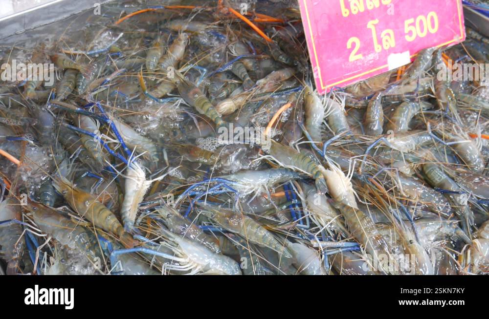 Raw blue river prawn Stock Videos & Footage - HD and 4K Video Clips - Alamy