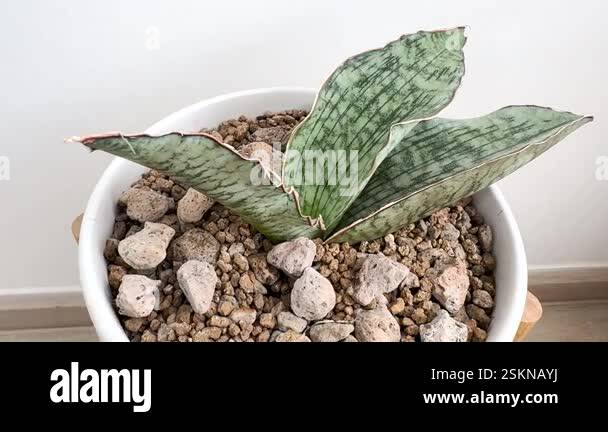 White sansevieria Stock Videos & Footage - HD and 4K Video Clips - Alamy