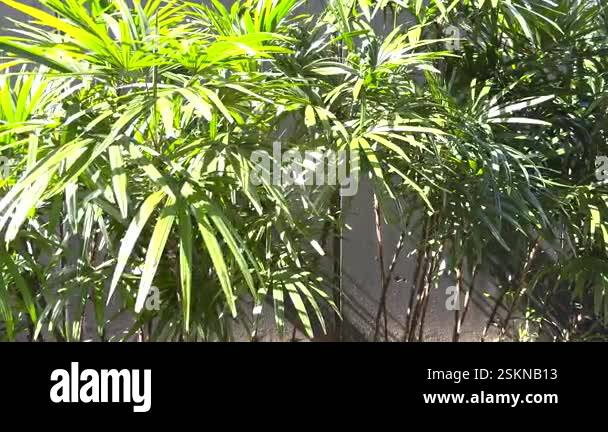 Lady palm tree Stock Videos & Footage - HD and 4K Video Clips - Alamy
