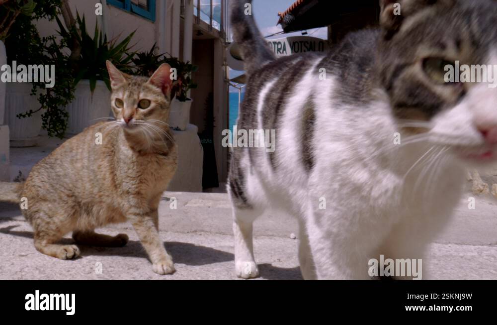 Wild cats Stock Videos & Footage - HD and 4K Video Clips - Alamy