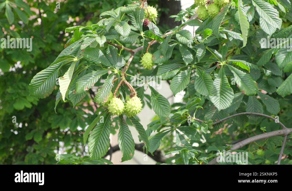 Common walnut juglans regia Stock Videos & Footage - HD and 4K Video ...