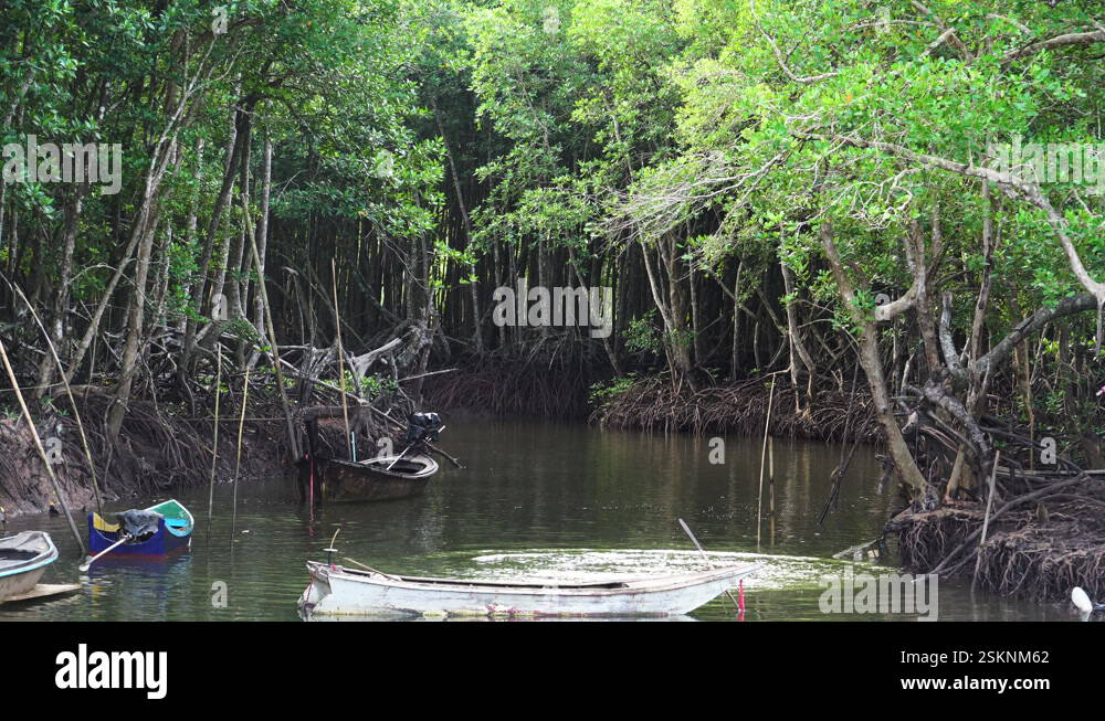 Clumsy monkey falls from tree in water, Thailand mangrove jungle river ...