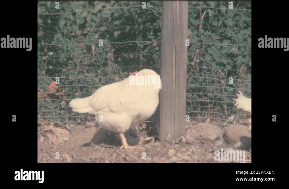 Chicken strut Stock Videos & Footage - HD and 4K Video Clips - Alamy