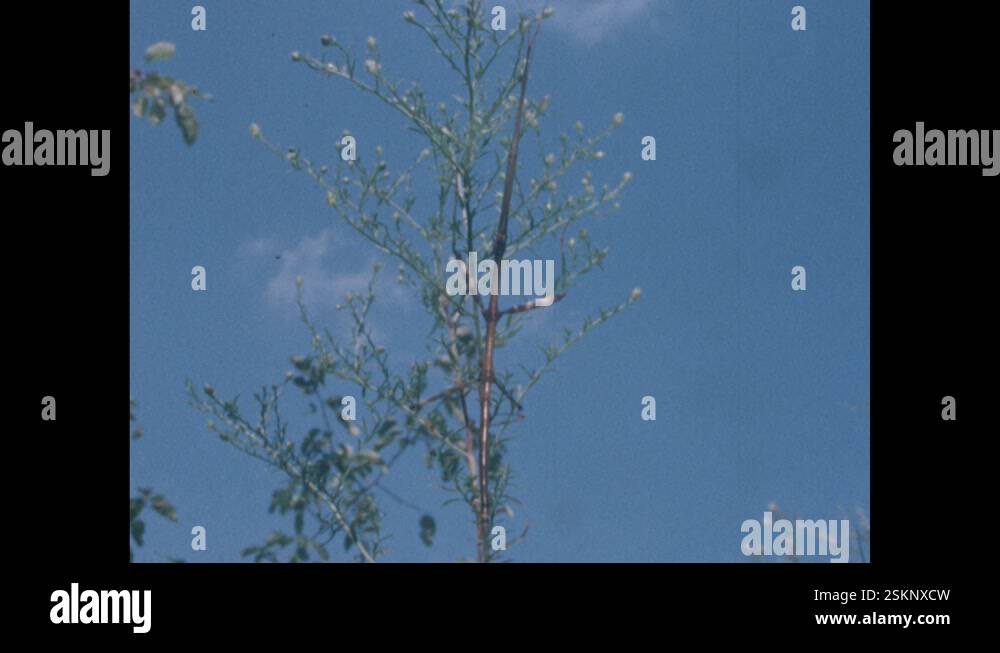 1960s: Plant. Hand grabs at stick bug. Stick bug drops Stock Video ...