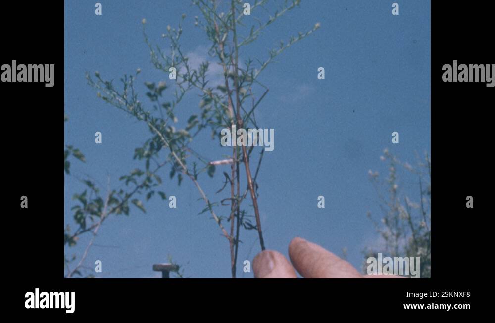 1960s: Plant. Hand grabs at stick bug. Stick bug climbs Stock Video ...