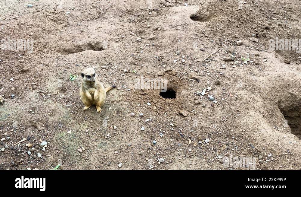 Sentinel standing Stock Videos & Footage - HD and 4K Video Clips - Alamy