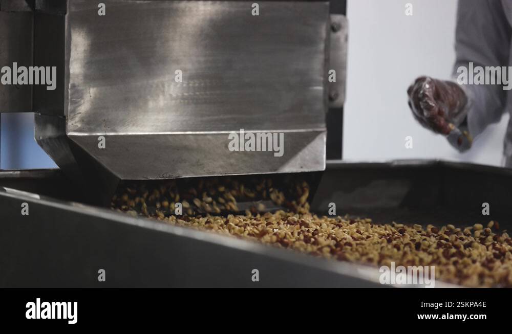 peanuts are coming to the conveyor line after being heated from the ...