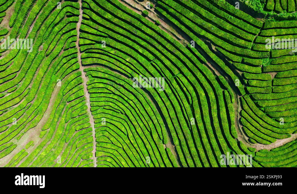 Tea lines Stock Videos & Footage - HD and 4K Video Clips - Alamy