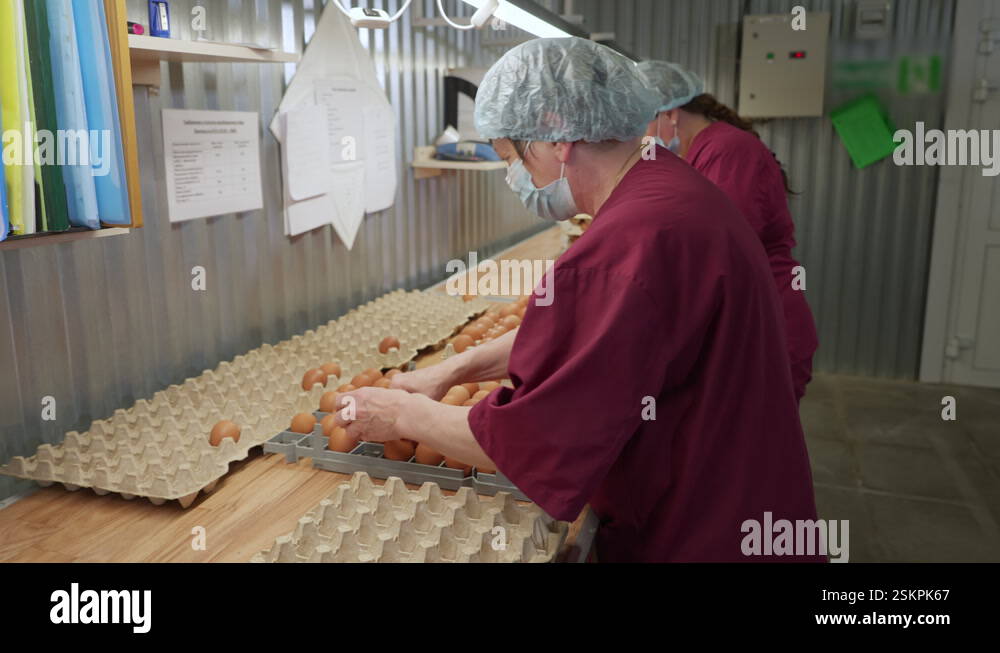 Female Workers Sorting Brown Hen Eggs In Poultry Food Production Plant ...