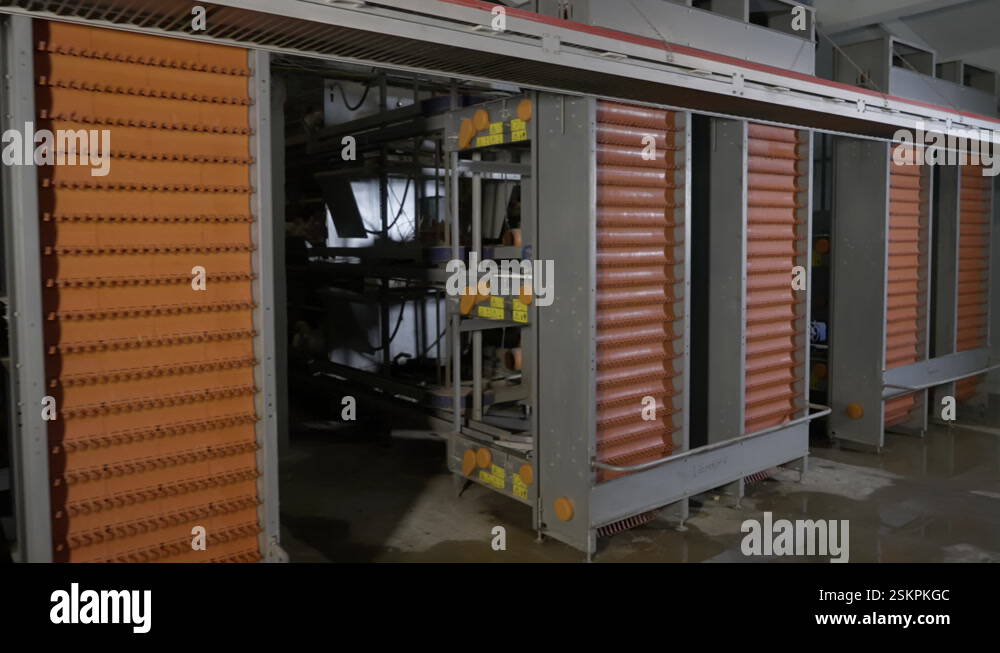 Rows Of Cages With Chicken Birds Kept For Egg Production At Organic ...