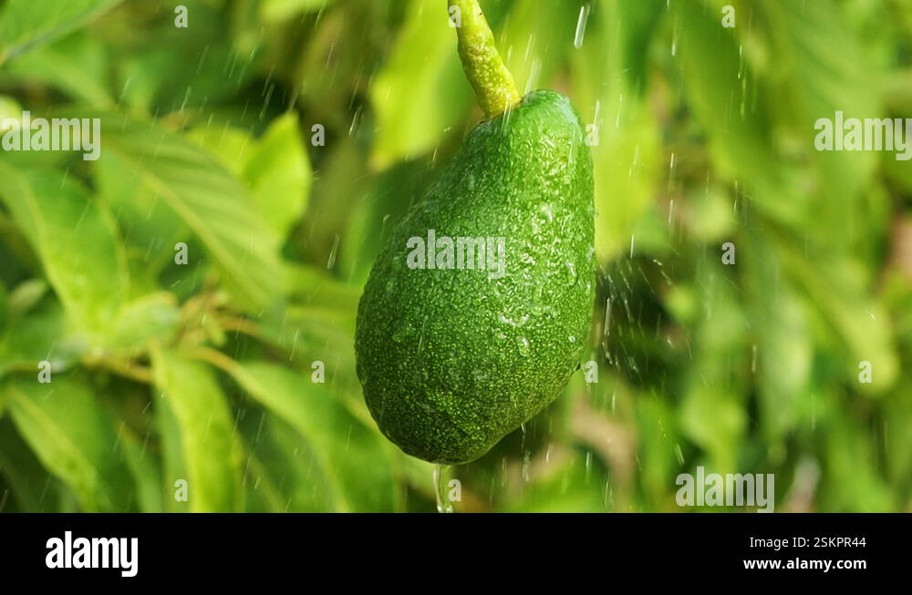 Avocado vegetables citrus Stock Videos & Footage - HD and 4K Video ...
