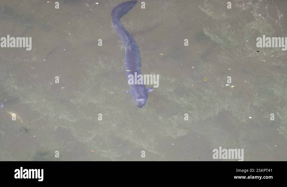 Native eel Stock Videos & Footage - HD and 4K Video Clips - Alamy
