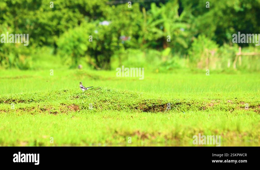 Robin magpie is national bird of bangladesh Stock Videos & Footage - HD ...