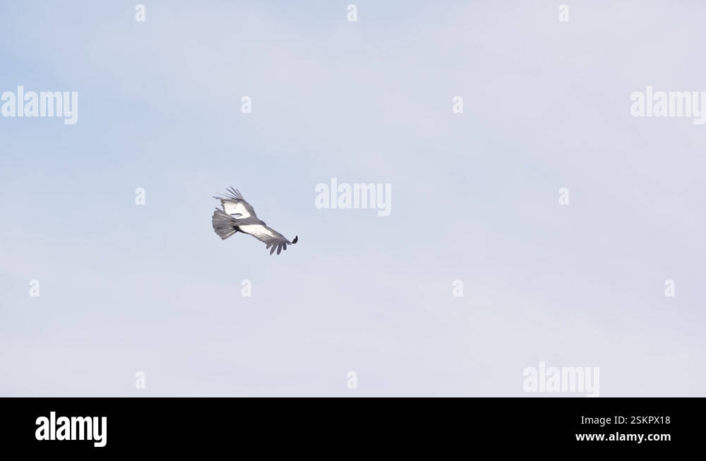 Condor feathers Stock Videos & Footage - HD and 4K Video Clips - Alamy