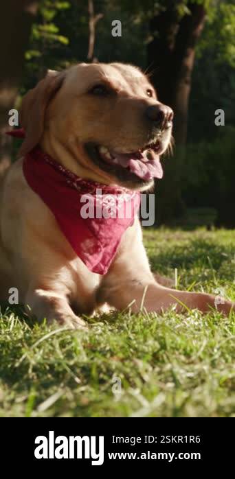 Labrador wearing bandana Stock Videos & Footage - HD and 4K Video Clips ...