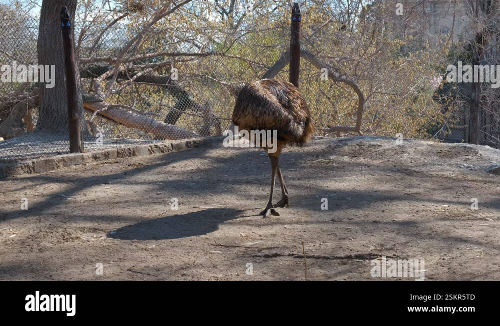 Emu in the sky Stock Videos & Footage - HD and 4K Video Clips - Alamy