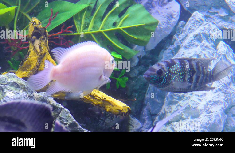 White albino fish Stock Videos & Footage - HD and 4K Video Clips - Alamy