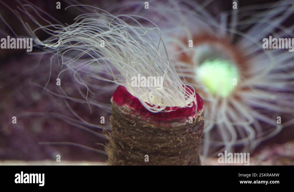 Sea anemones, sea anemones. coral polyps without a mineral skeleton ...