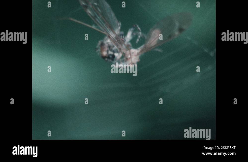 Spider catch insect in the web Stock Videos & Footage - HD and 4K Video ...