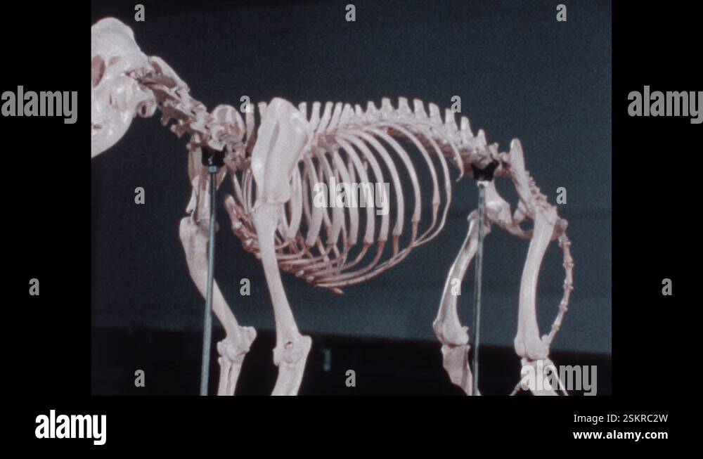 Mounted skeleton Stock Videos & Footage - HD and 4K Video Clips - Alamy
