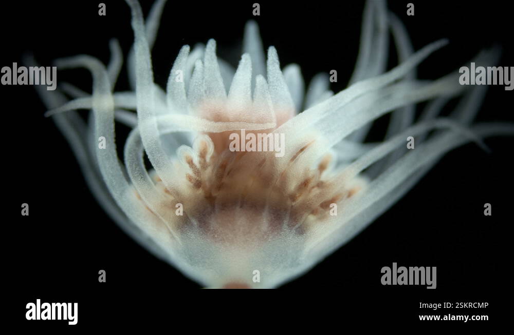 Hydrozoa Ectopleura larynx under a microscope, family Tubulariidae. it ...