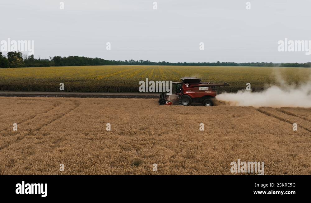 Grain harvester at work. Combine harvester with straw chopper works in ...