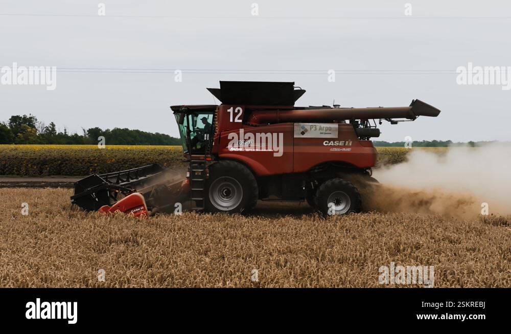 Grain harvester at work. Combine harvester with straw chopper works in ...