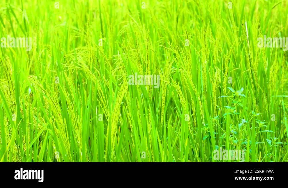 Rice swaying wind in paddy Stock Videos & Footage - HD and 4K Video ...