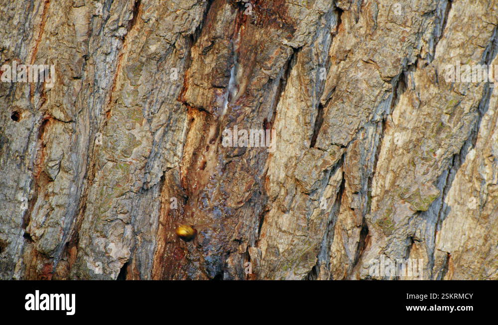Oozing tree sap Stock Videos & Footage - HD and 4K Video Clips - Alamy