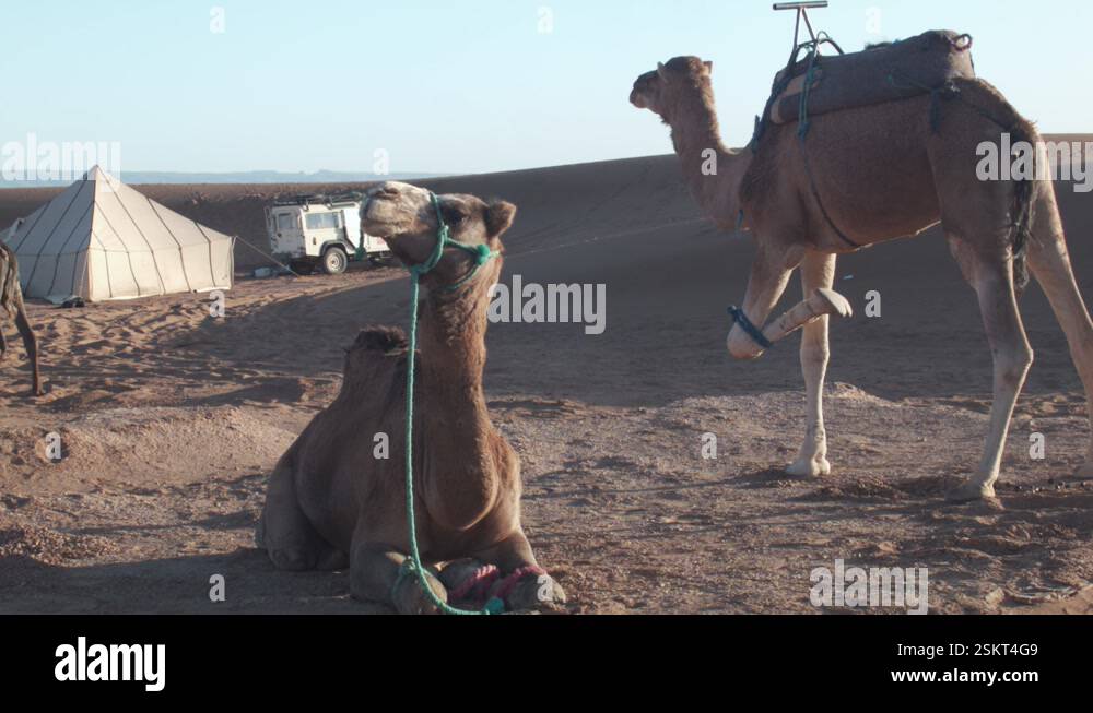 Hobbled Stock Videos & Footage - HD and 4K Video Clips - Alamy