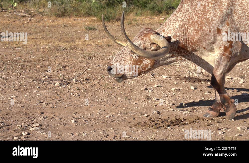 Longhorn eating Stock Videos & Footage - HD and 4K Video Clips - Alamy
