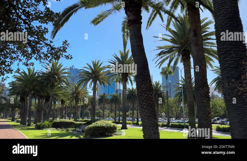 Rows of palm trees on Riverside Drive with the skyscrapers of Perth ...