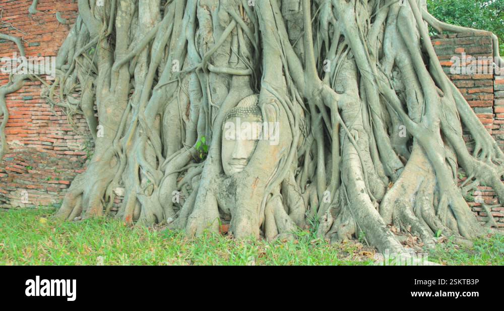 Worship temple religion roots tree Stock Videos & Footage - HD and 4K ...