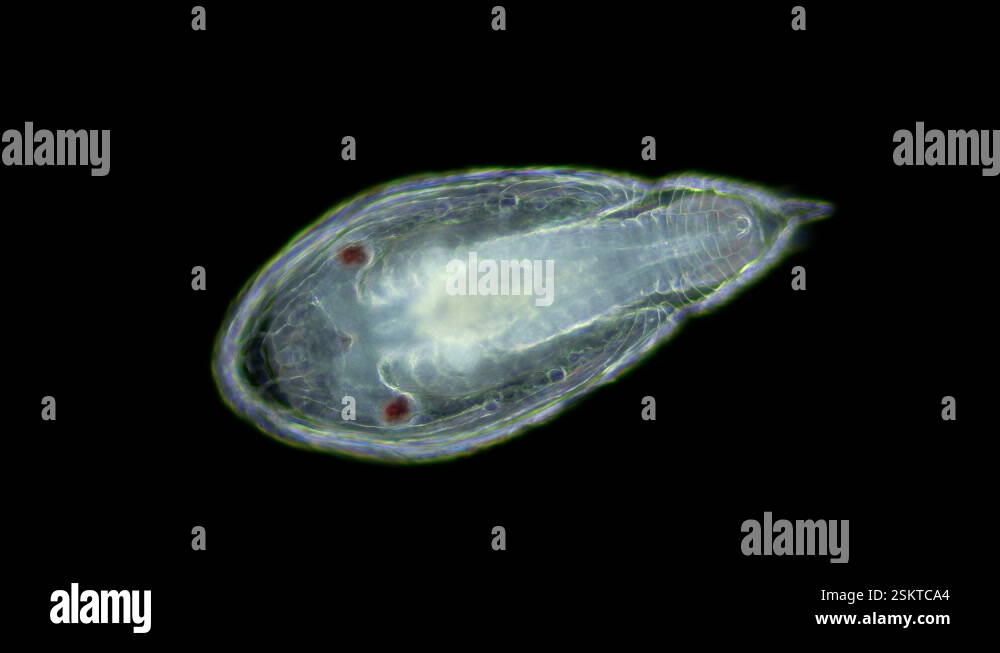 Larva y-cypris of crustacean Hansenocaris under microscope, Facetotecta Stock Video Footage - Alamy