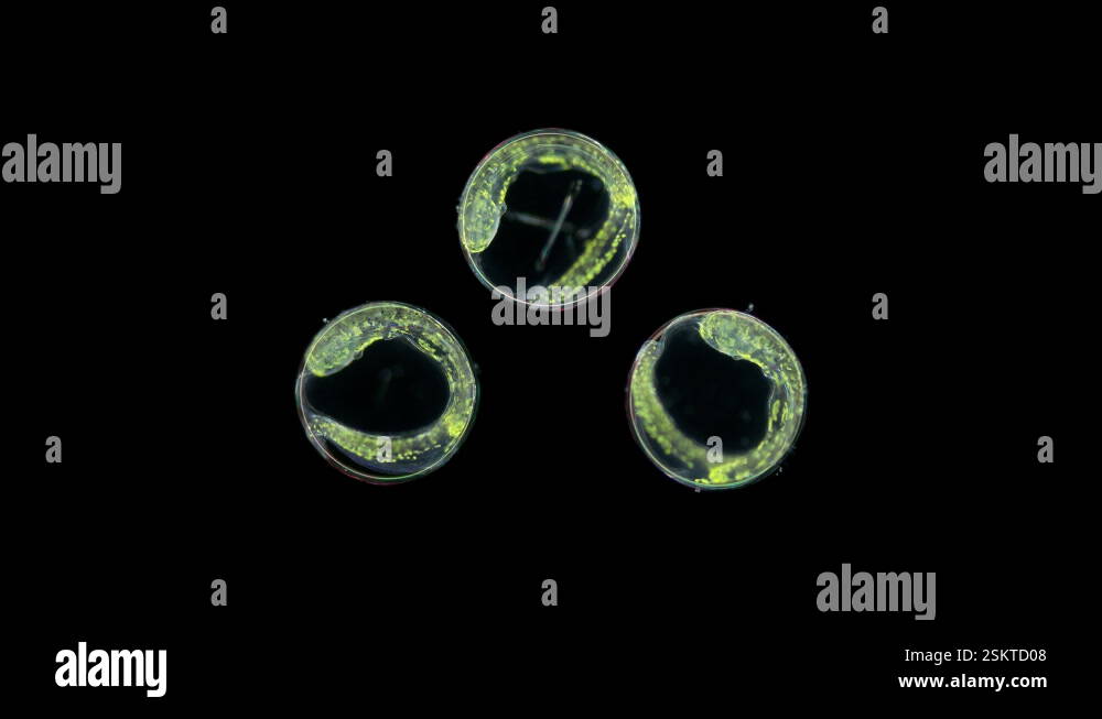 Caviar fish family Pholidae under microscope, possibly Pholis gunnellus ...